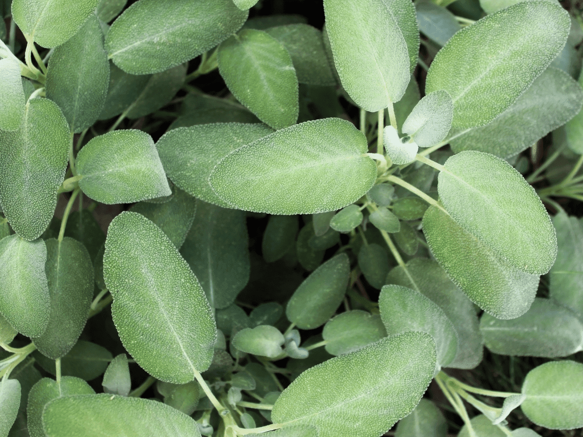 Everything You Need to Know About Sage Leaf – 7 Benefits and Uses ...
